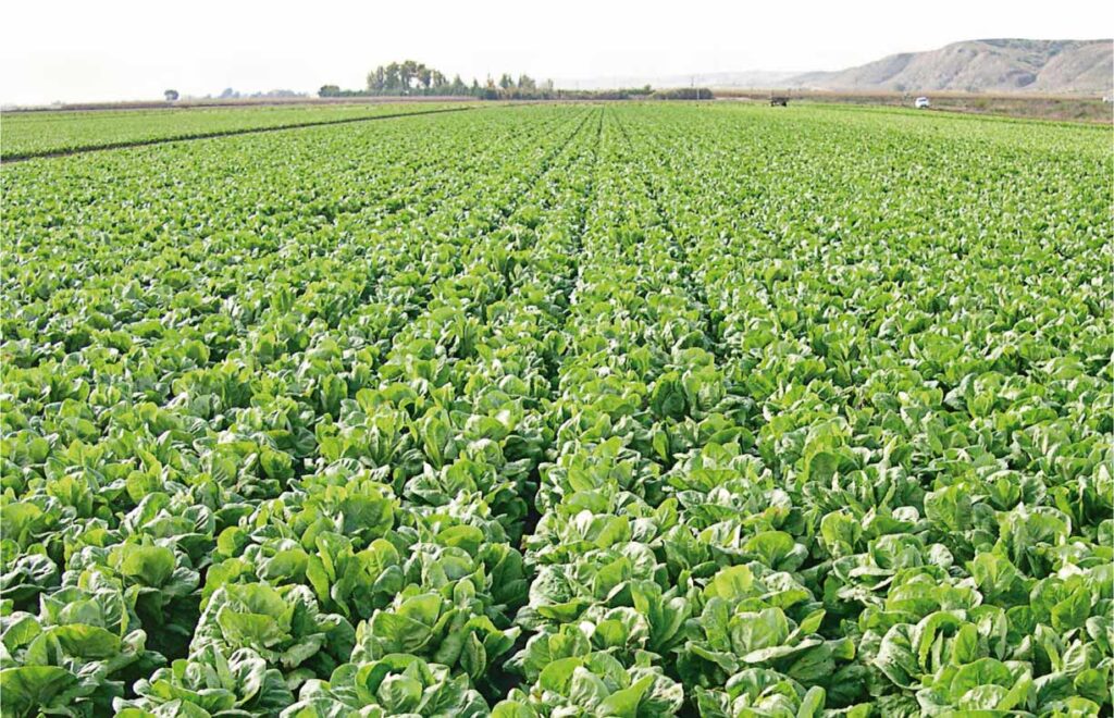 Semillas de Lechuga Ramiro Arnedo | Variedades de Alta Calidad
